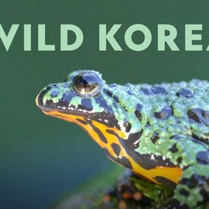 Wild Korea - Rotten Tomatoes