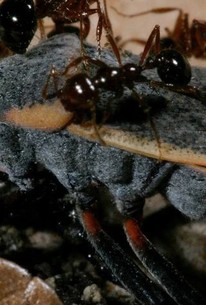 Man v. Animal: Season 1, Episode 4 | Rotten Tomatoes