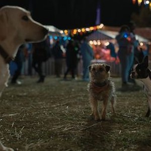 Strays - Rotten Tomatoes