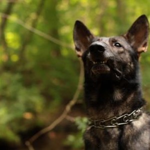 The Stream - Rotten Tomatoes