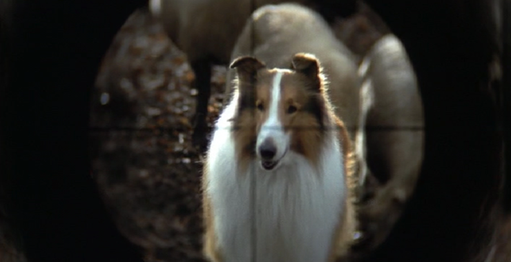 Lassie - Rotten Tomatoes