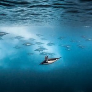 Penguins - Rotten Tomatoes