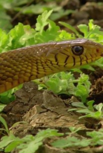 Austin Stevens: Snakemaster: Season 2, Episode 8 | Rotten Tomatoes