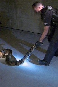 Cops Reloaded: Season 1, Episode 6 | Rotten Tomatoes