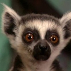 Zoboomafoo: Season 2, Episode 5 - Rotten Tomatoes