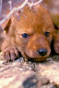 Wild Child: Season 2, Episode 6 | Rotten Tomatoes