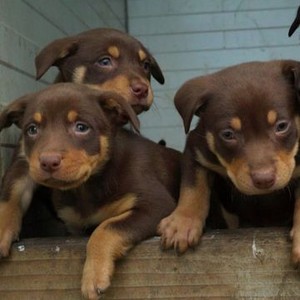 Muster Dogs: Season 1, Episode 1 - Rotten Tomatoes