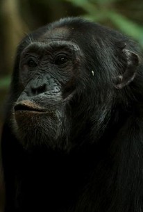 Chimp Empire: Season 1, Episode 3 | Rotten Tomatoes