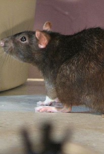 Awesome Animals: Season 1, Episode 4 - Rotten Tomatoes