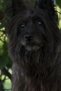 Too Cute!: Season 2, Episode 8 | Rotten Tomatoes