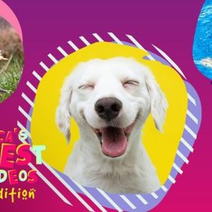 America's Funniest Home Videos: Animal Edition - Rotten Tomatoes