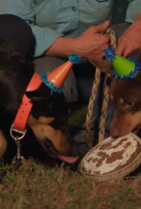 Muster Dogs: Season 1, Episode 4 | Rotten Tomatoes