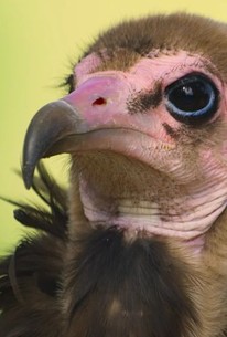 Animal: Season 2, Episode 2 - Rotten Tomatoes