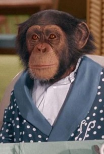 Bewitched: Season 2, Episode 1 - Rotten Tomatoes