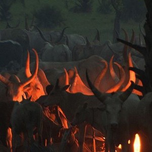 Telesma - Rotten Tomatoes