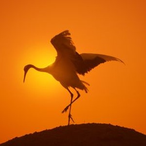 Planet Earth: One Amazing Day - Rotten Tomatoes