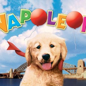Napoleon - Rotten Tomatoes