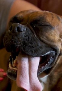 Bad Dog!: Season 2, Episode 3 | Rotten Tomatoes