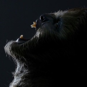 Wolves - Rotten Tomatoes