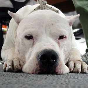 El perro - Rotten Tomatoes