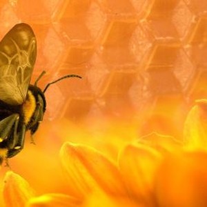 The Pollinators - Rotten Tomatoes