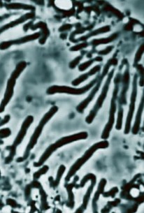 History 101: Season 1, Episode 10 | Rotten Tomatoes