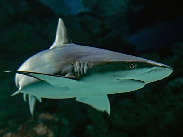 Investigation Shark Attack | Rotten Tomatoes