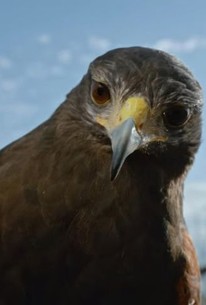 Tiny Creatures: Season 1, Episode 1 | Rotten Tomatoes