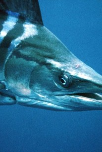 The Blue Planet: Season 1, Episode 6 | Rotten Tomatoes