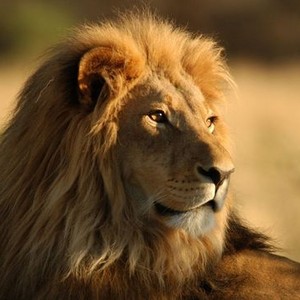 Leo - Rotten Tomatoes