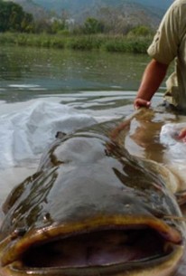 Monster Fish: Season 2, Episode 5 | Rotten Tomatoes