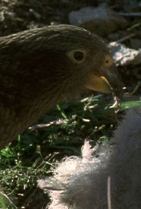 Life of Birds: Season 1, Episode 4 | Rotten Tomatoes