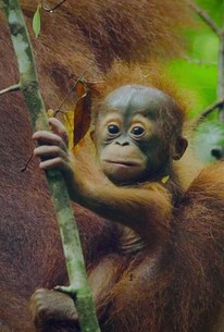 Animal: Season 2, Episode 1 | Rotten Tomatoes