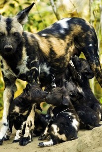 Growing Up Animal: Season 1, Episode 4 | Rotten Tomatoes