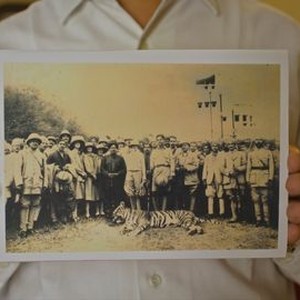 Tiger 24 - Rotten Tomatoes