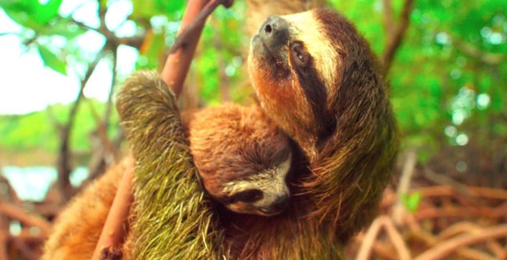 Planet Earth: One Amazing Day - Rotten Tomatoes