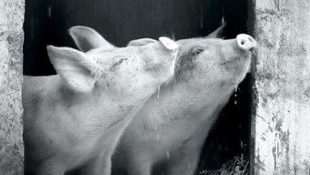 Gunda - Rotten Tomatoes