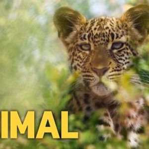 Animal: Season 2, Episode 2 - Rotten Tomatoes