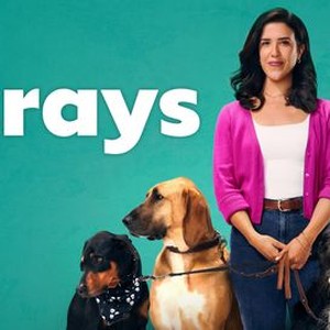 Strays - Rotten Tomatoes