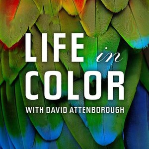 Attenborough's Life in Colour - Rotten Tomatoes