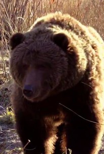 Alaska's Grizzly Gauntlet: Season 1, Episode 1 | Rotten Tomatoes