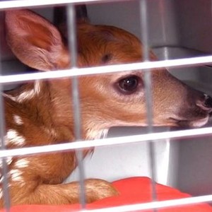 Hope in the Wild: Season 1, Episode 10 - Rotten Tomatoes