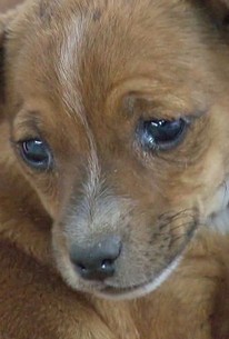 Animal Cops: Detroit: Season 20, Episode 6 | Rotten Tomatoes