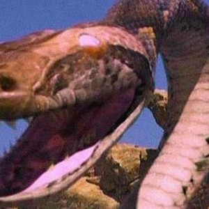 Megaconda - Rotten Tomatoes
