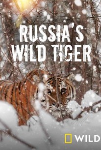 Russia's Wild Tiger | Rotten Tomatoes