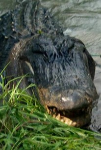 Swamp Brothers: Season 1, Episode 20 | Rotten Tomatoes