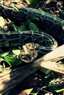 Swamp Wars: Season 2, Episode 6 | Rotten Tomatoes