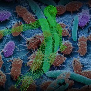 The Invisible Extinction - Rotten Tomatoes