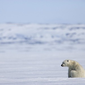 Arctic Tale - Rotten Tomatoes