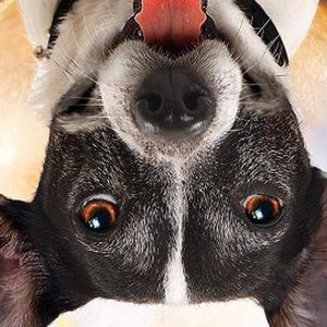 Vampire Dog - Rotten Tomatoes